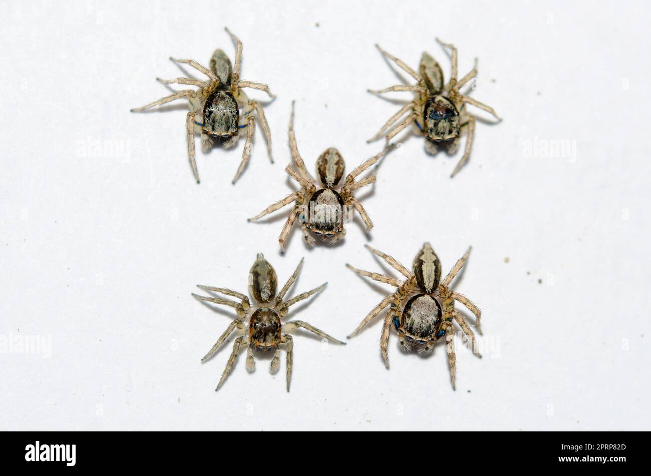 Jumping Spiders, Cytaea sp, Klungkung, Bali, Indonesia Stock Photo - Alamy