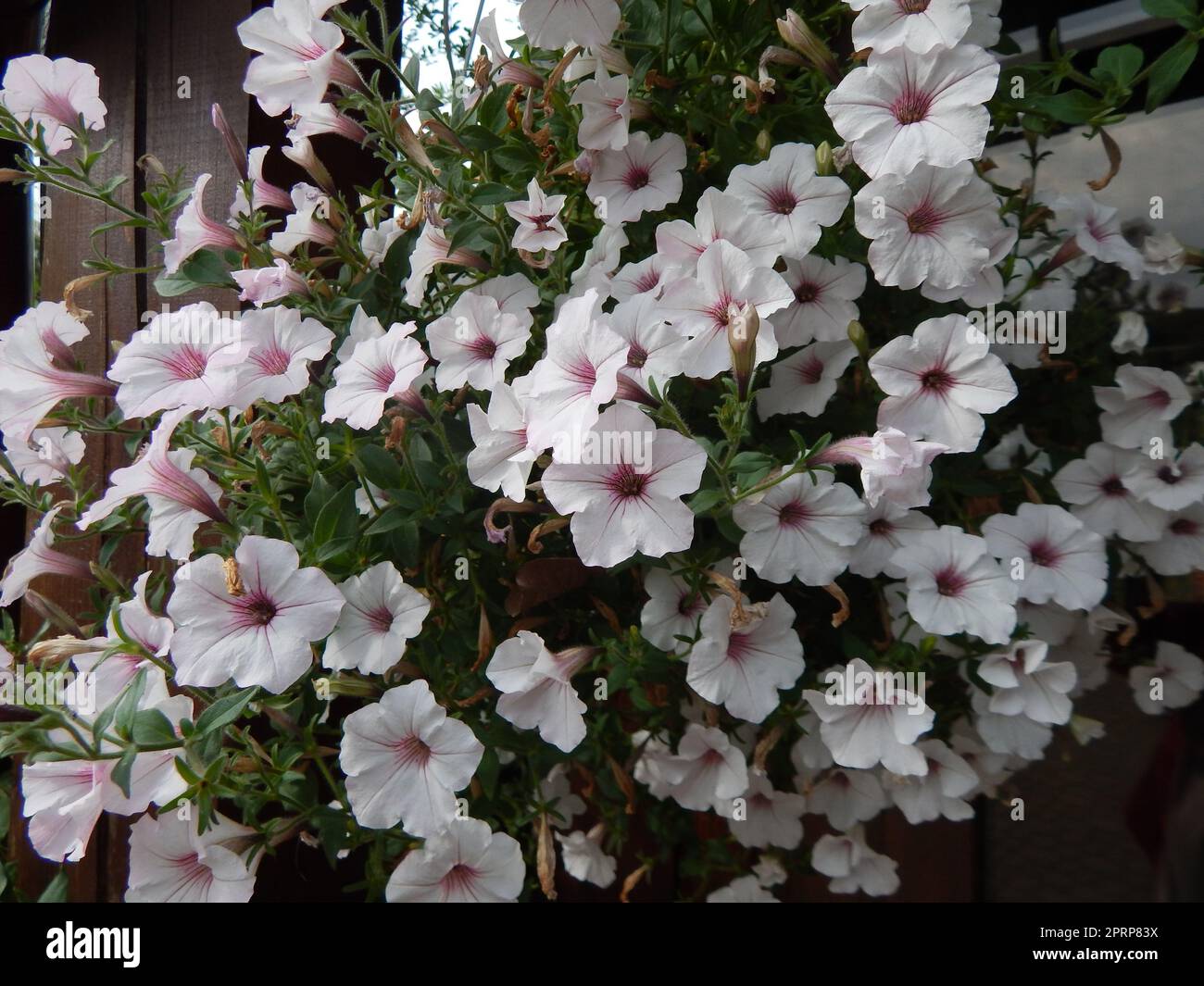 Flower composicion bouquets of blossoming flowers, plants, textures ...