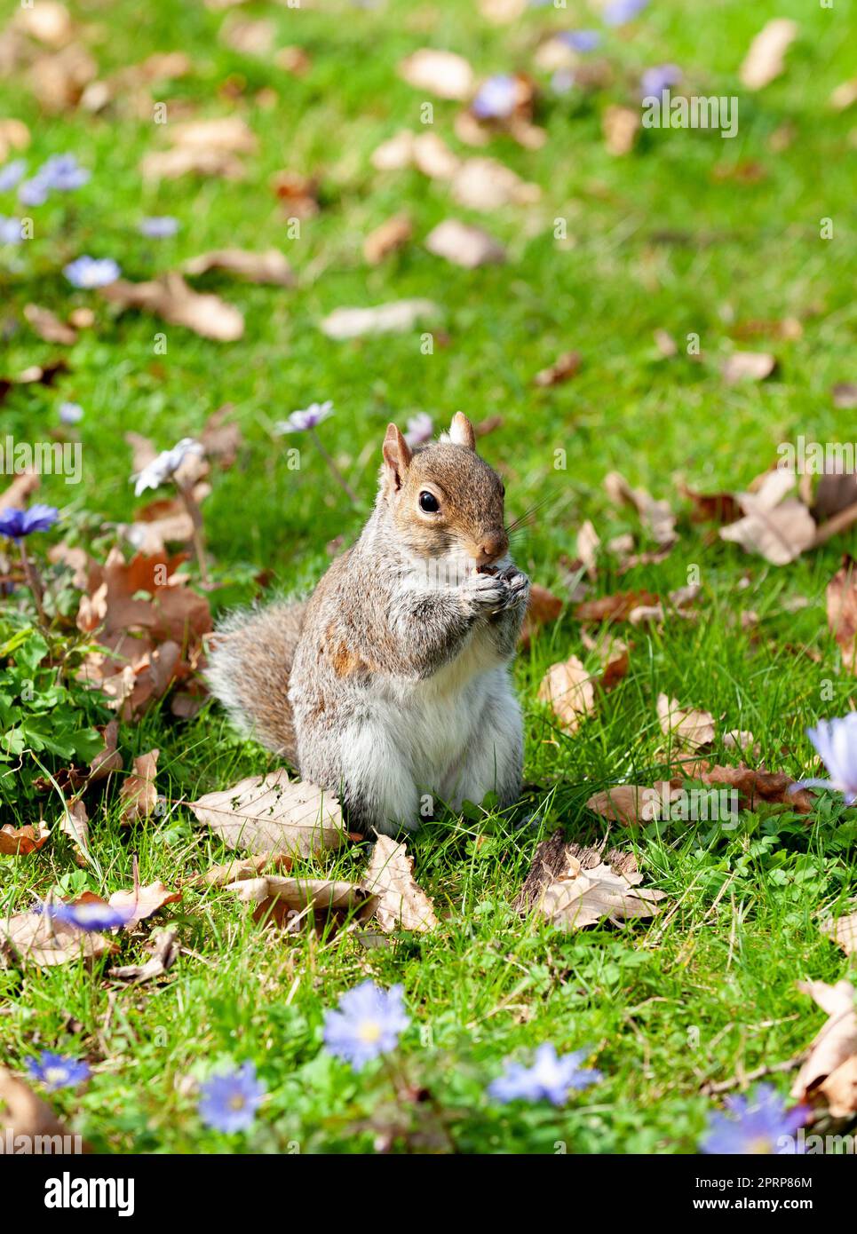 Grey squirrel park ireland hi-res stock photography and images - Alamy