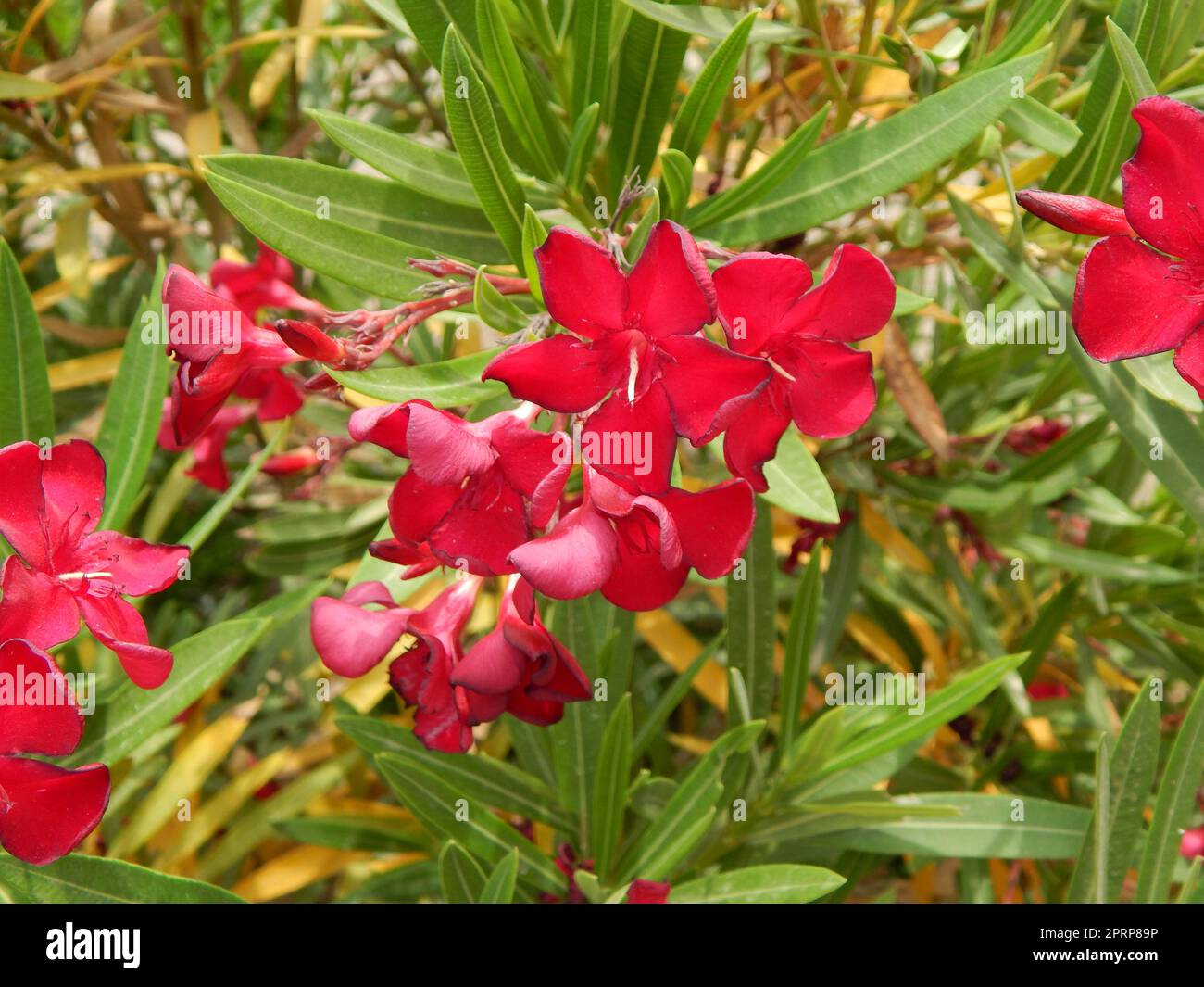 Texture nature tree flowers Stock Photo - Alamy