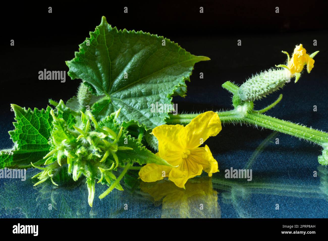 Cucumber flower with green leaves on the table with reflection. Plant ...