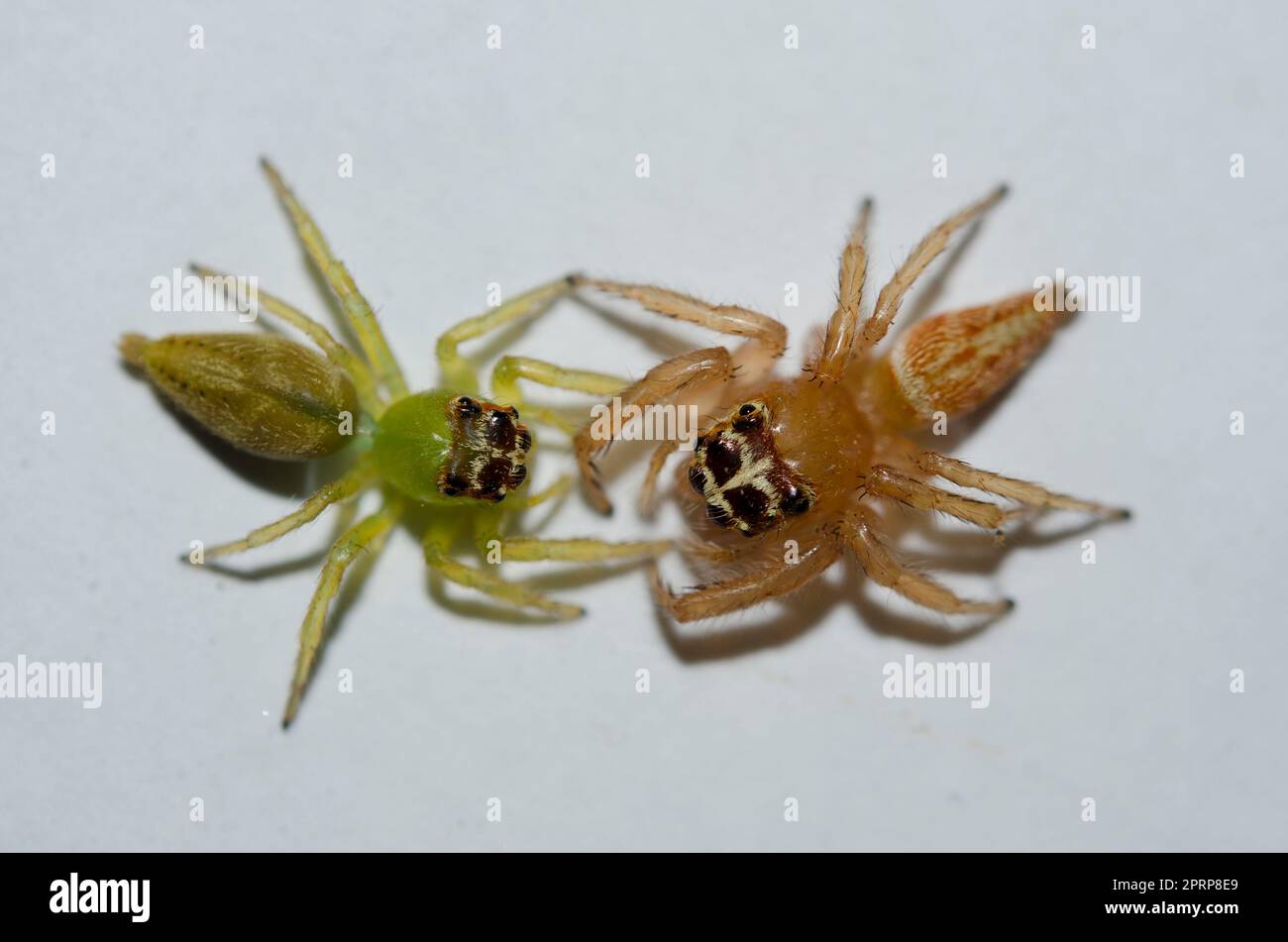 Adult female (brown) and subadult (green) Jumping Spiders, Artabrus ...