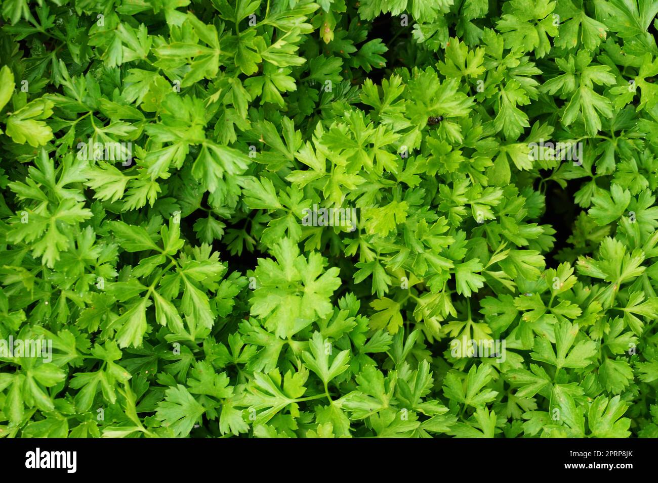 green spice texture as very nice natural background Stock Photo - Alamy