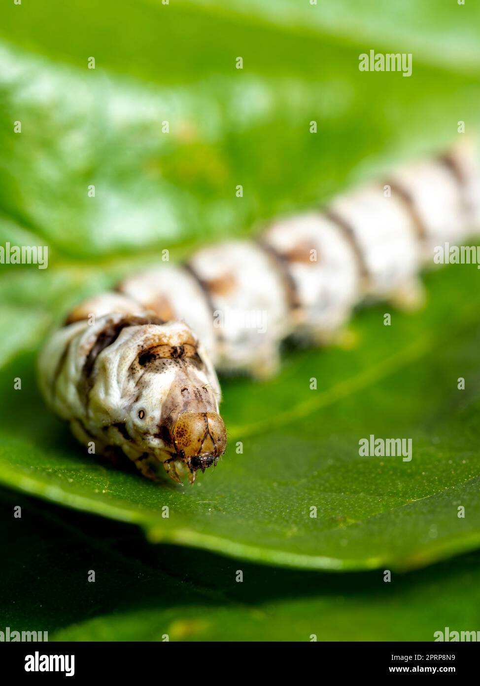 macro close up of a domestic silk moth (Bombyx mori) on a mulberry leaf ...