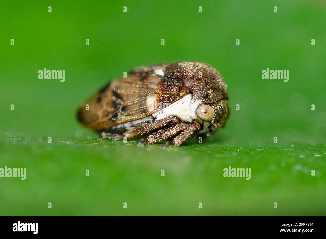 Treehopper, Membracidae Family, Klungkung, Bali, Indonesia Stock Photo ...