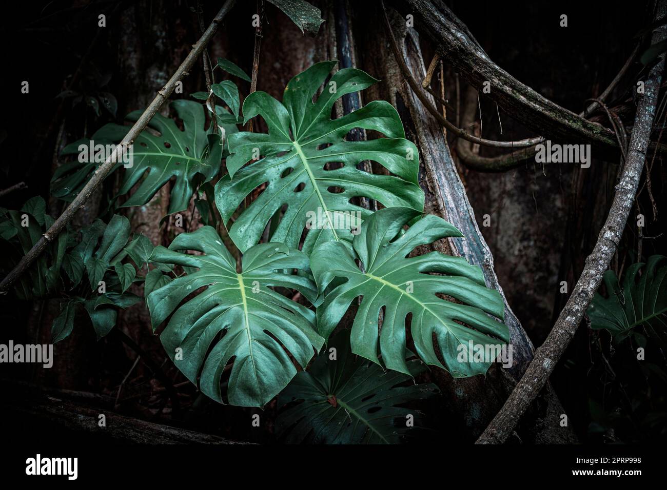 big Monstera deliciosa leaves on the side of a tree in the jungle of ...