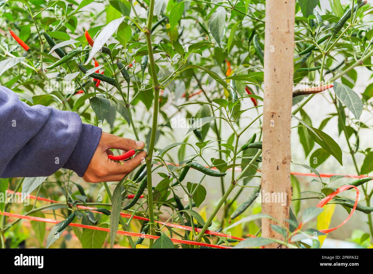 Farmers hand picking ripe small red chili in organic vegetable garden ...