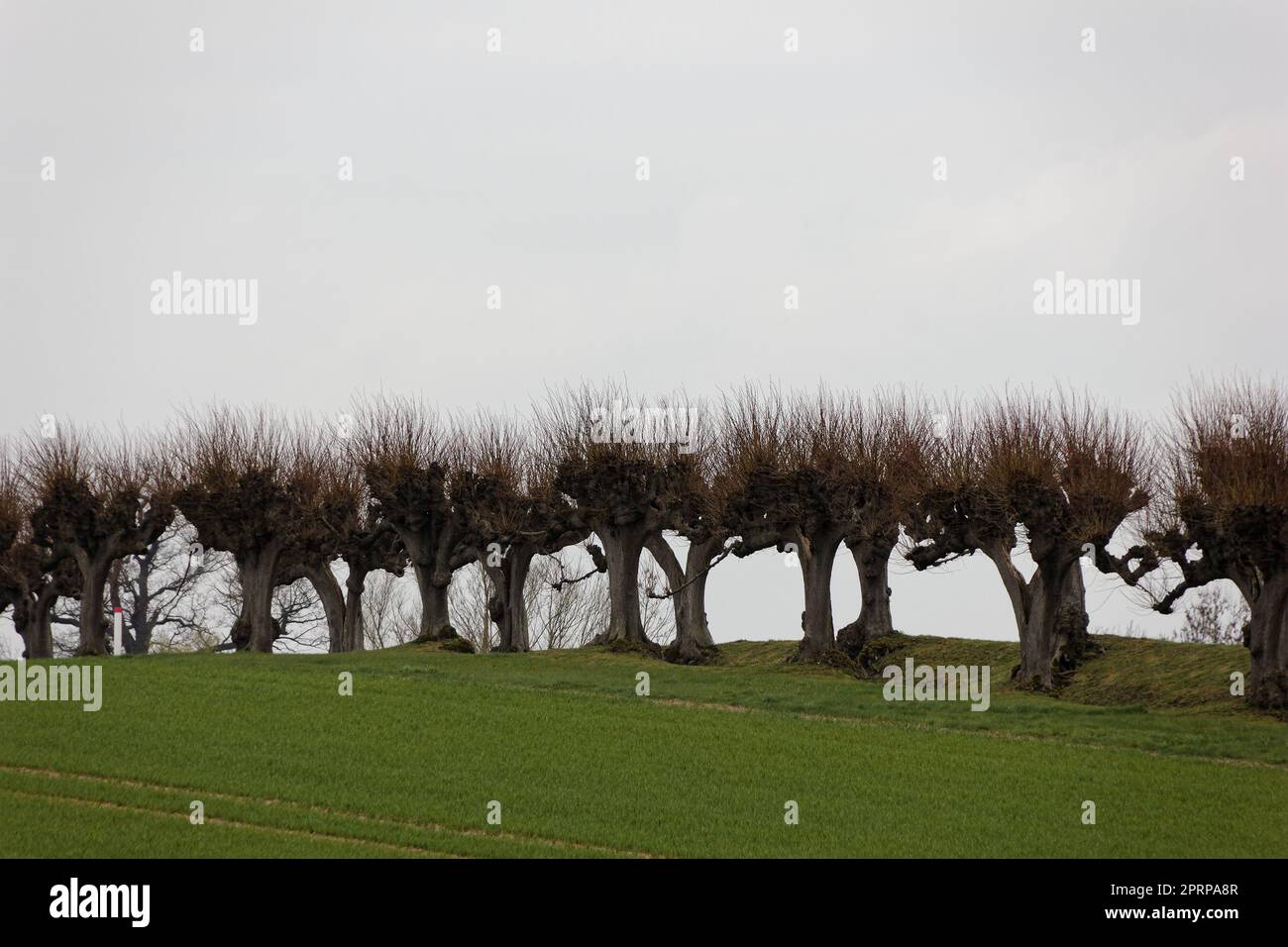 Row trees northern germany hi-res stock photography and images - Alamy