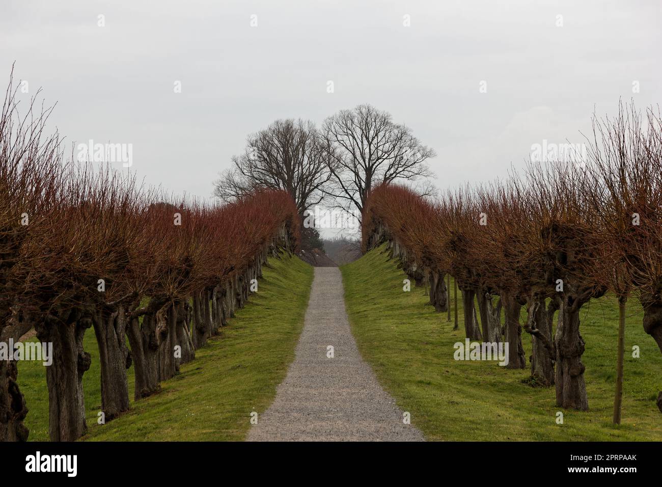 Row trees northern germany hi-res stock photography and images - Alamy