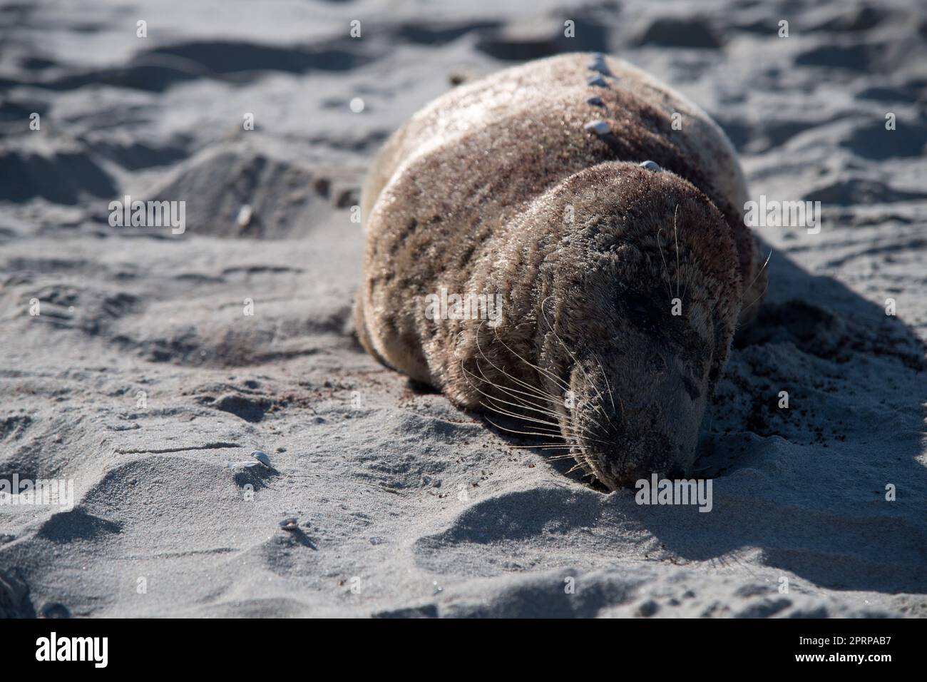 Dead grey seal on beach in Nowy Swiat, Poland © Wojciech Strozyk ...