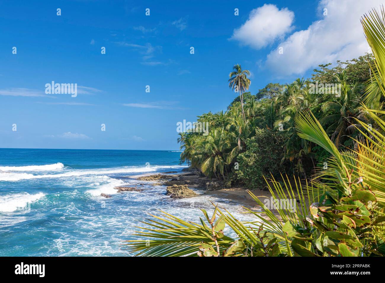 waterfront scenery with palm trees near Manzanillo Costa-Rica Stock ...