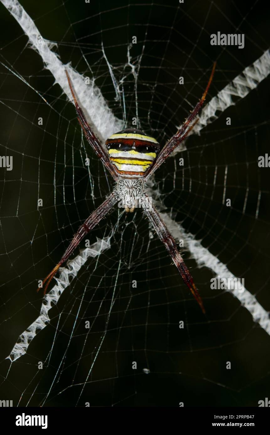 Female St. Andrew's Cross Spider, Argiope versicolor, on web with ...