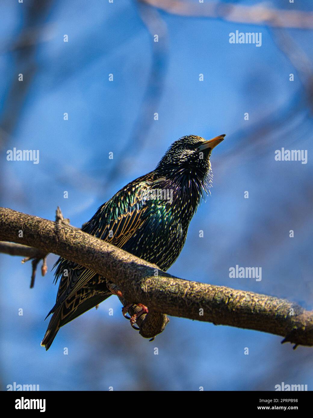 bird starling on a branch singing. beautiful detailed plumage Stock ...