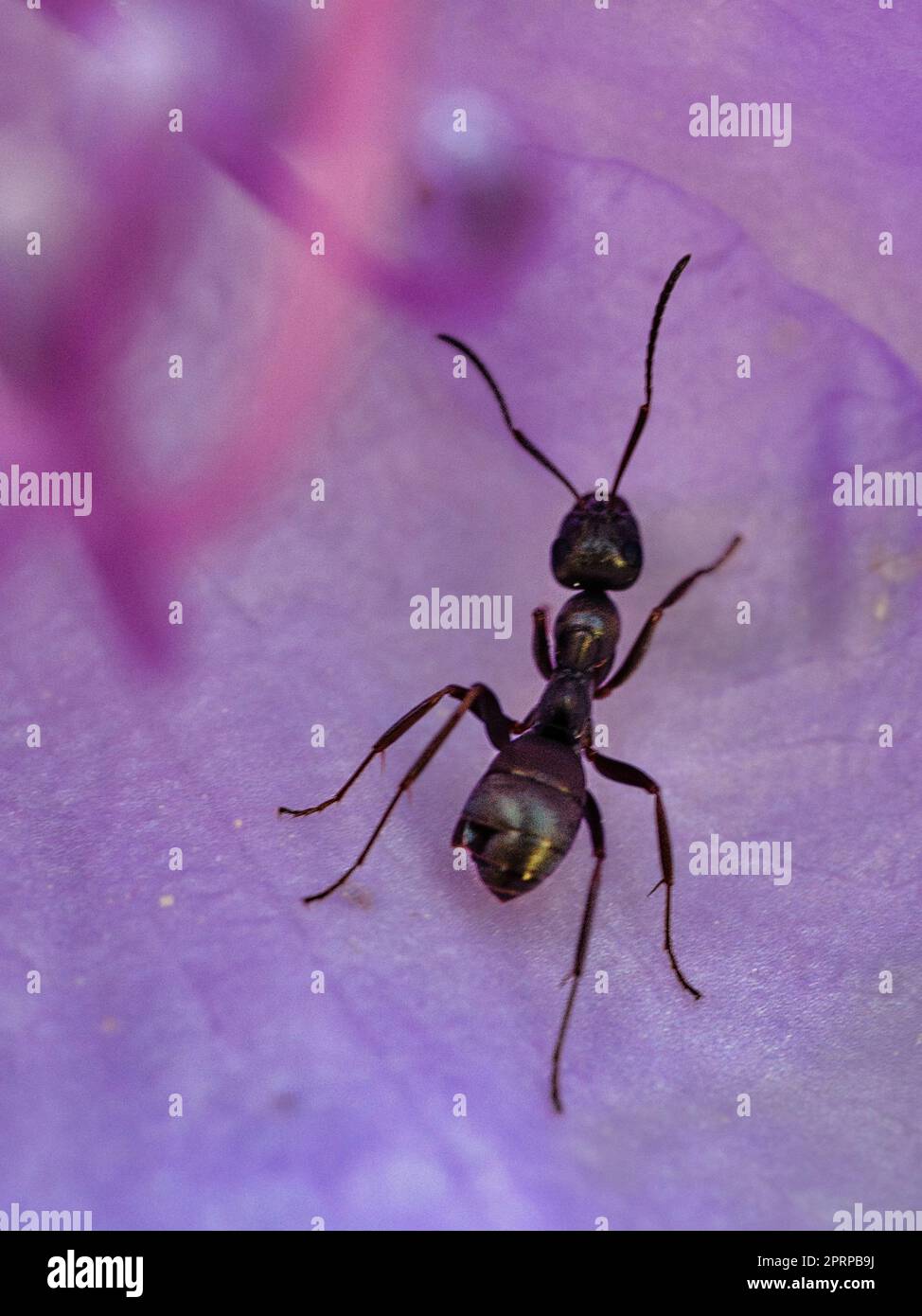 ants on a flower alone shown in great detail. macro shot where every ...