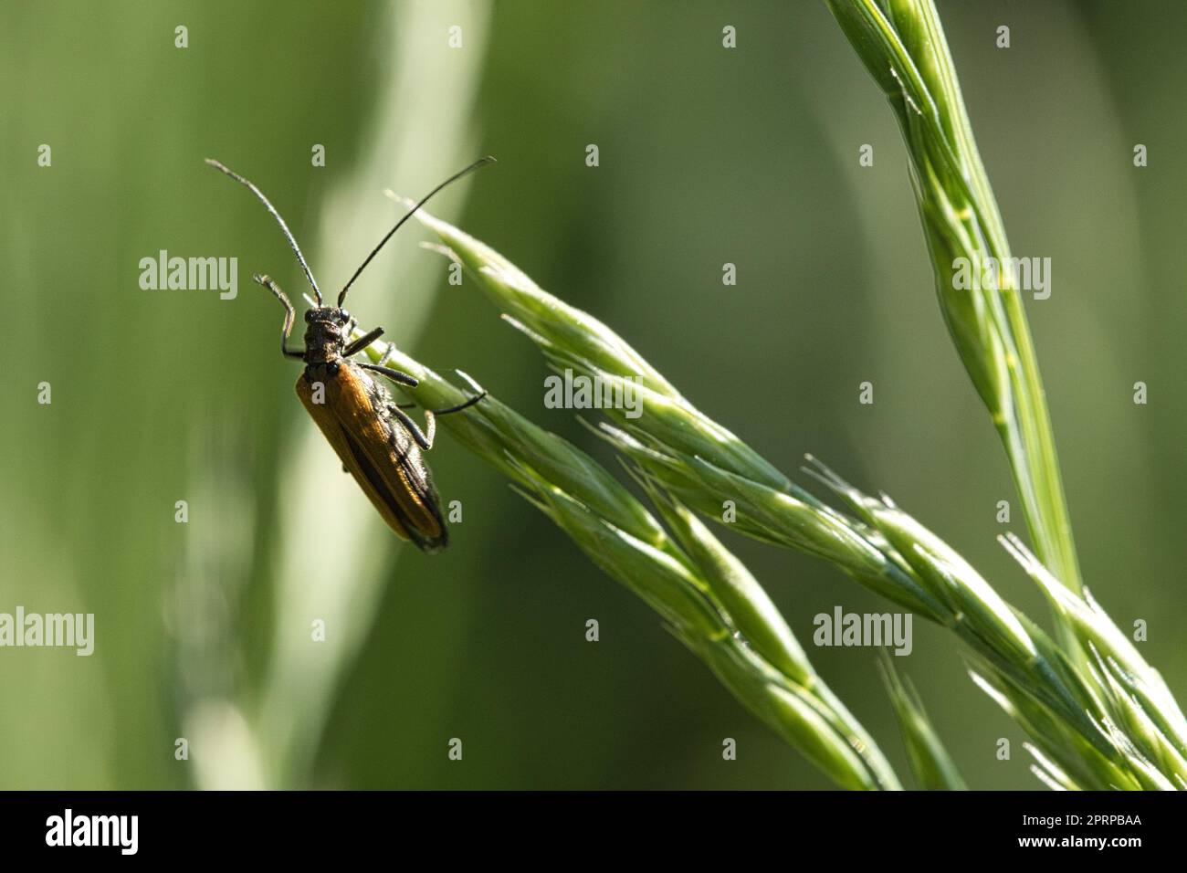crawling beetle on a flower in macro photography. detailed and ...