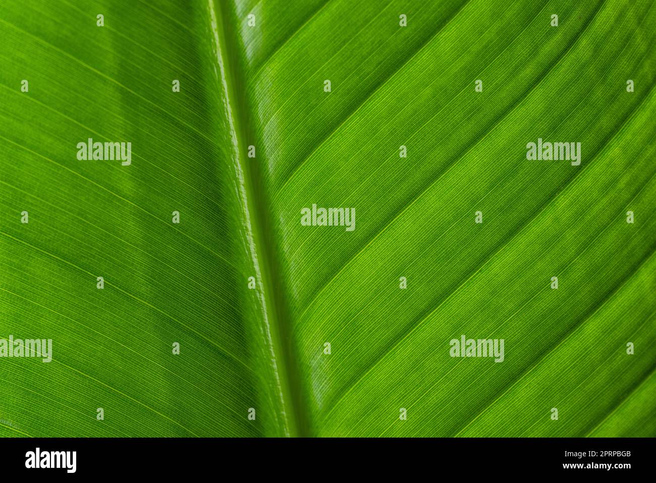 Green leave texture pattern close up Stock Photo - Alamy