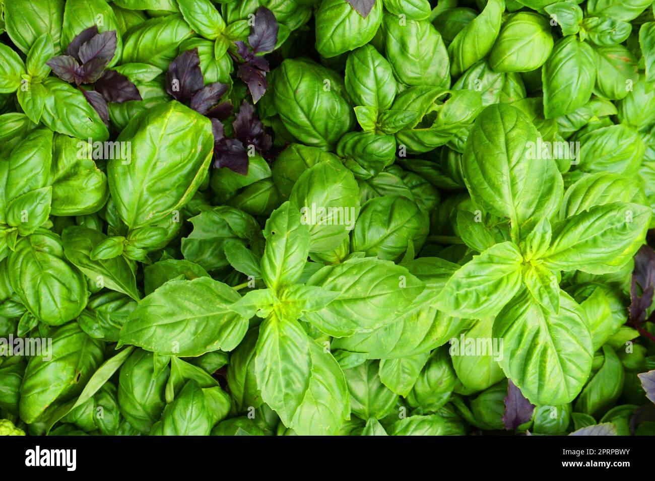 fresh basil plant texture as very nice food background Stock Photo - Alamy