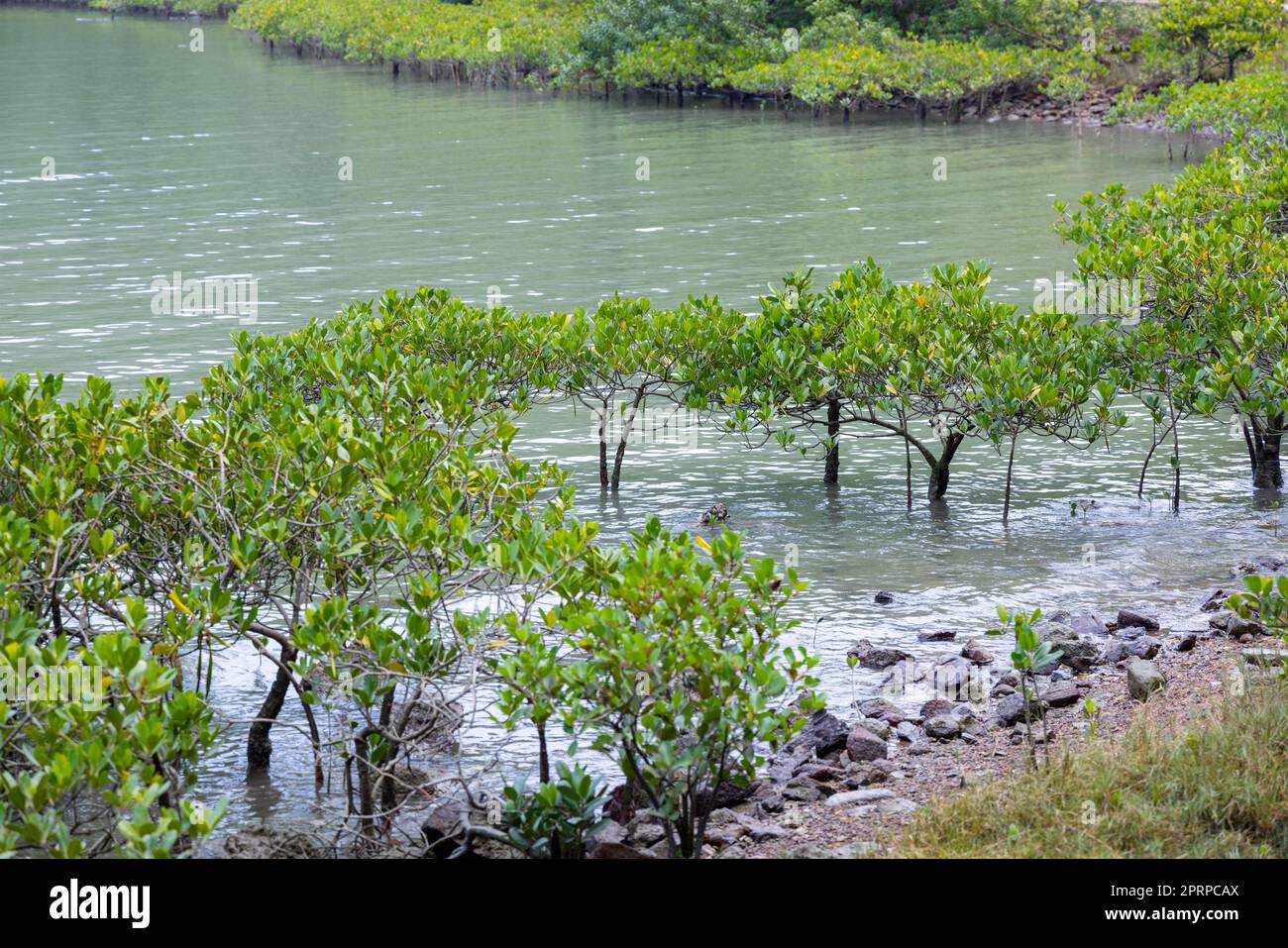 Natural tropical mangrove in water Stock Photo - Alamy