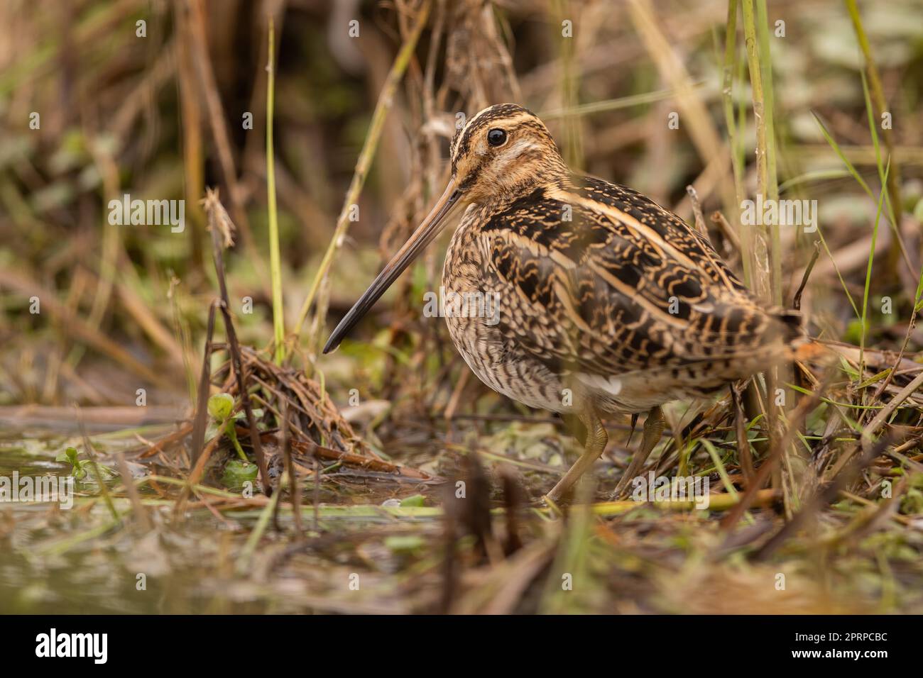 Common snipe, gallinago gallinago, sitting on the ground and hiding in ...