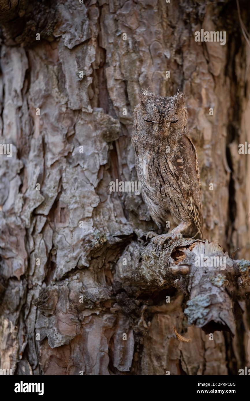 Eurasian scops owl, otus scops, chick sitting on a branch of tree in ...