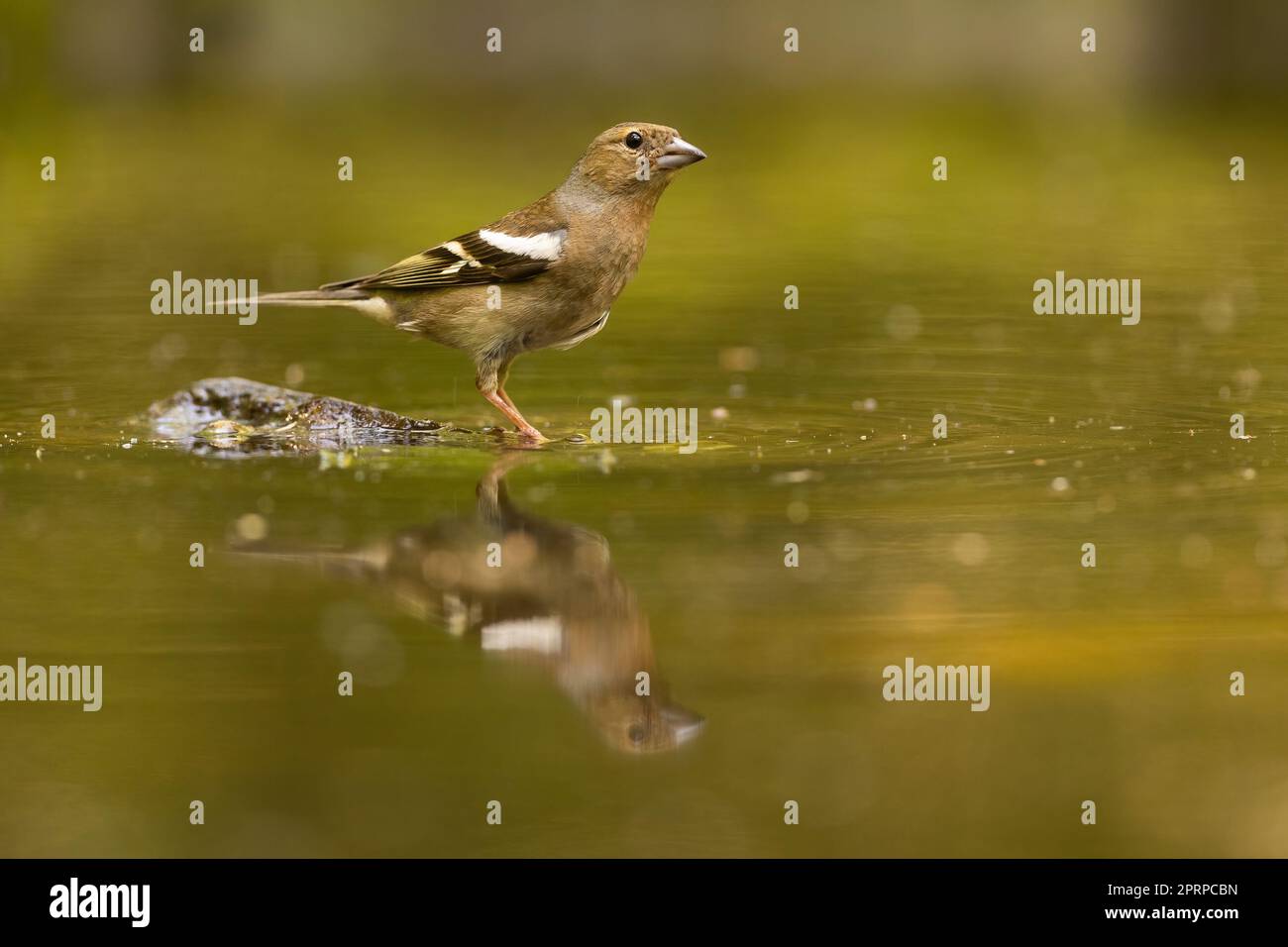 Common chaffinch fringilla coelebs female bathing in shallow water hi ...
