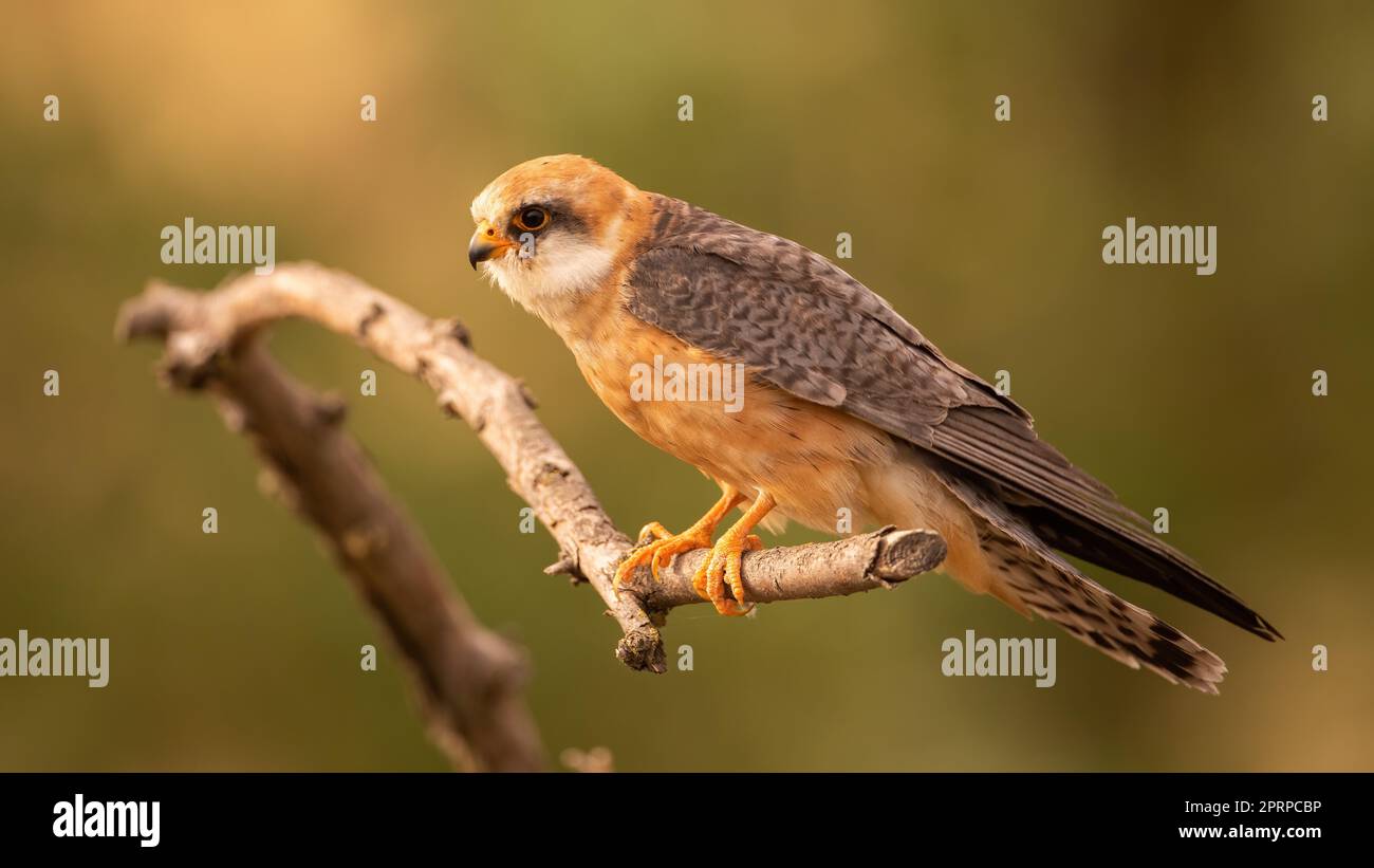 Female red-footed falcon sitting on branch and leaning forward. Wild ...