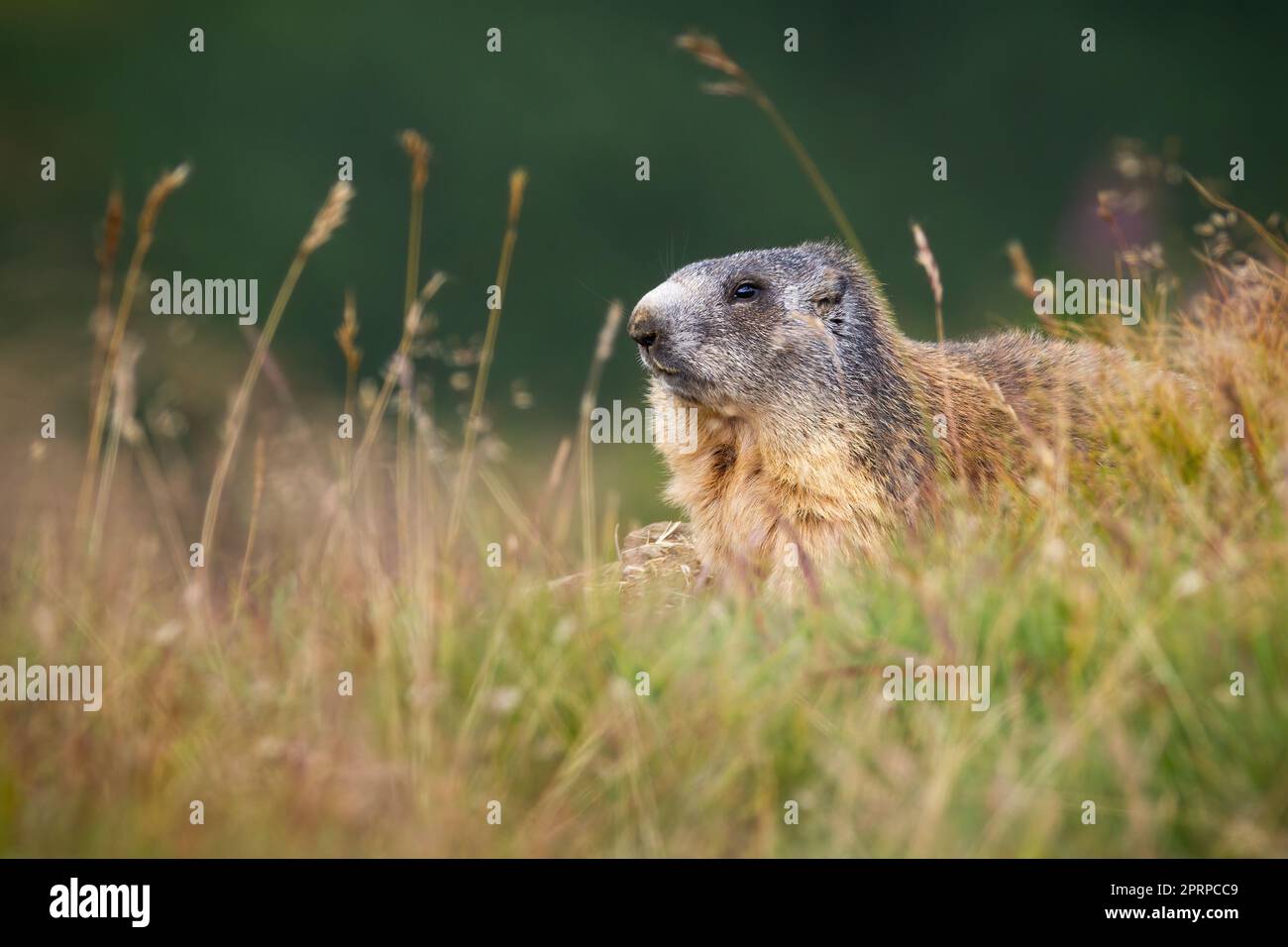 Tatra marmot hi-res stock photography and images - Alamy