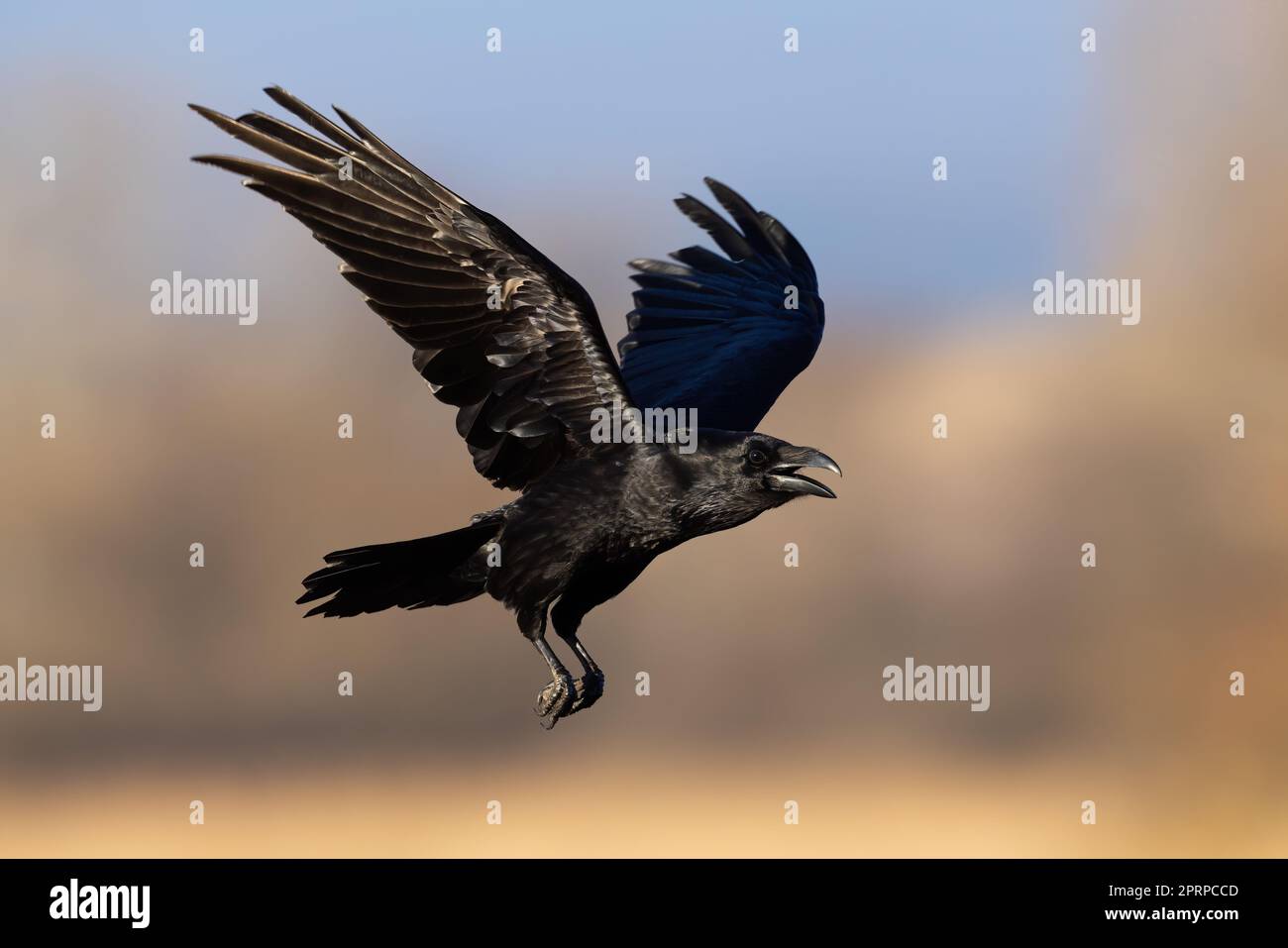 Common raven, corvus corax, flying with open beak in autumn nature ...