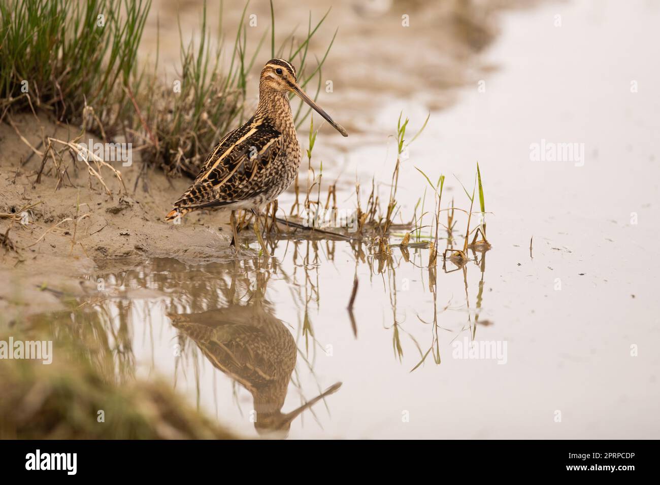 Common snipe sitting on a riverbank with reflection in water. Migratory ...