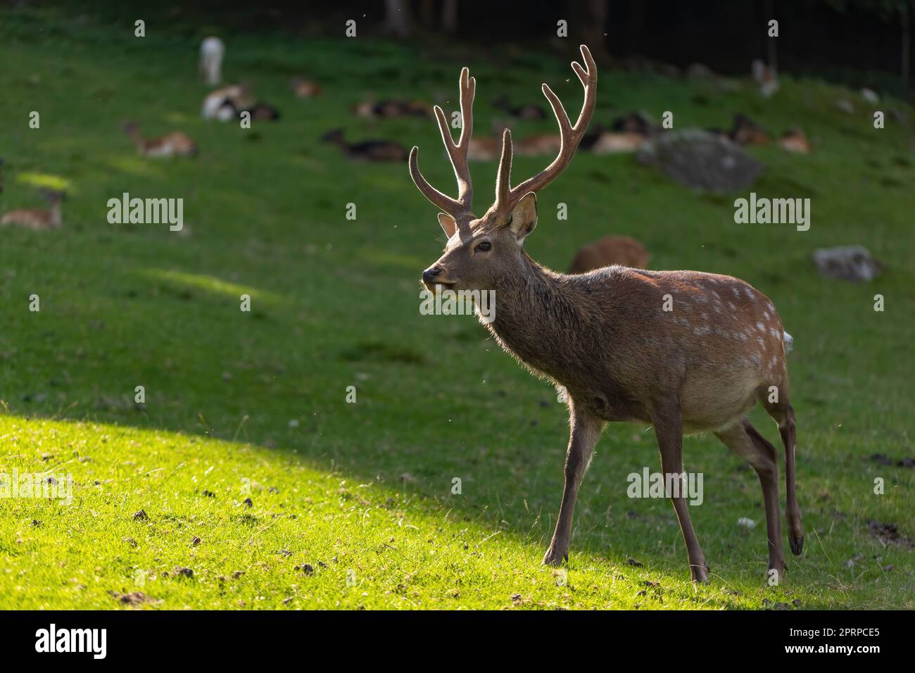 Male sika deer, cervus nippon, stag walking on meadow backlit in summer ...