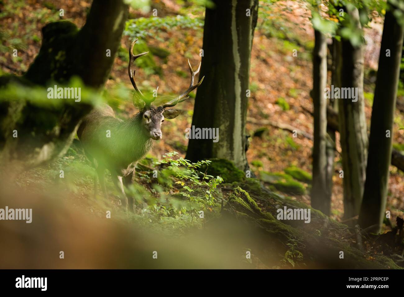 Red deer, cervus elaphus, stag peeking from behind branches in autumn ...