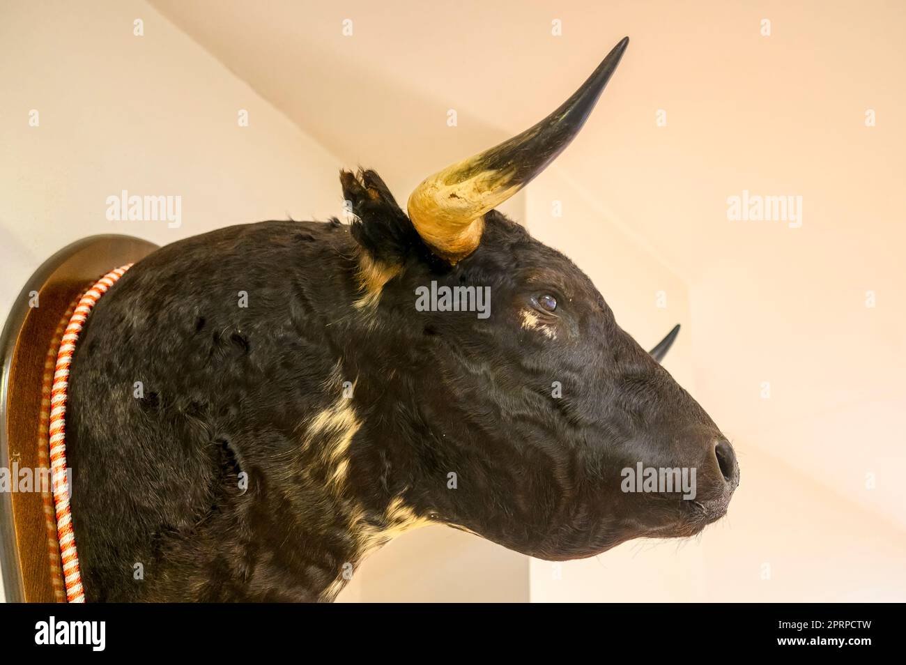 Alicante, Spain, Bullfighting Museum, and surrounding areas Stock Photo ...