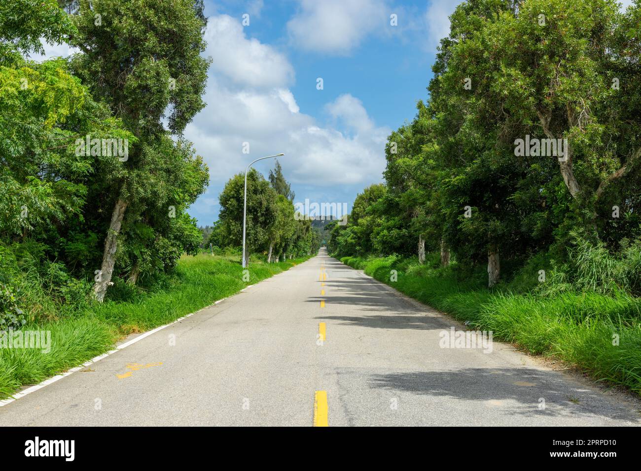 Asphalt road with trees on the side Stock Photo - Alamy
