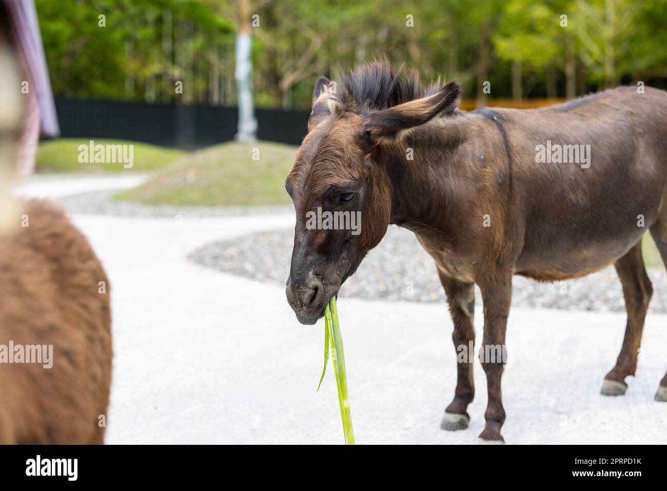 Donkey eat grass at farm Stock Photo - Alamy