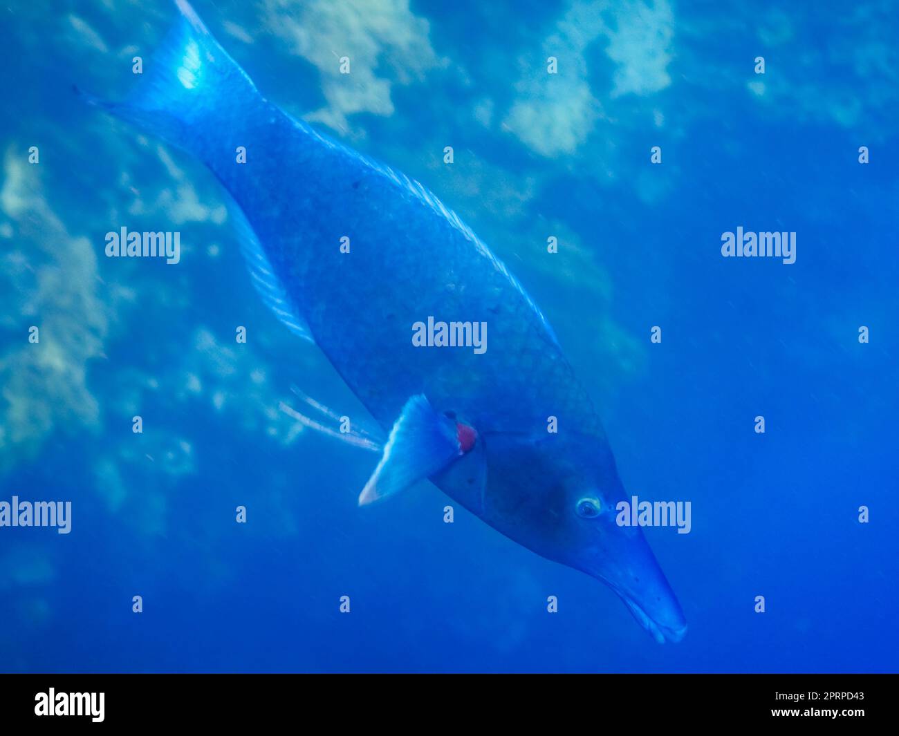 green birdmouth wrasse fish in deep blue water while diving in egypt ...