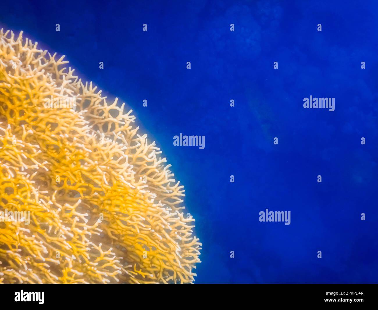 shining yellow corals with deep blue water at the sea in egypt Stock ...