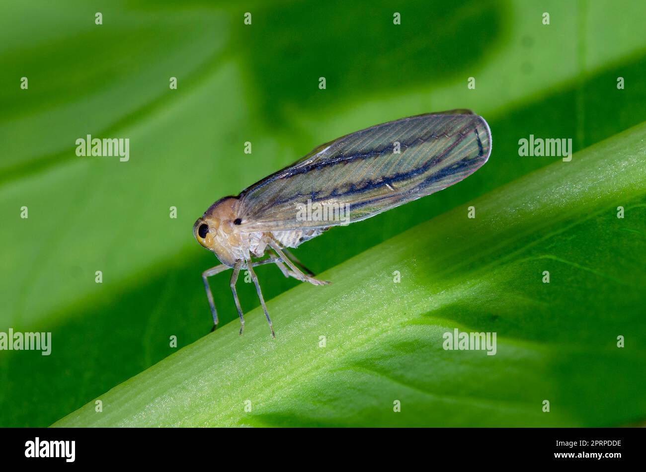 Leafhopper, Cicadellidae Family, Klungkung, Bali, Indonesia Stock Photo ...