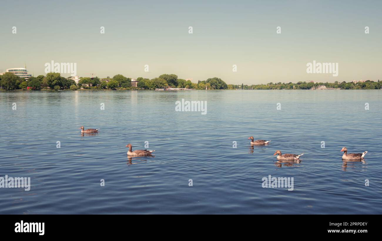 Aussenalster (Outer Alster lake) in Hamburg hdr Stock Photo - Alamy