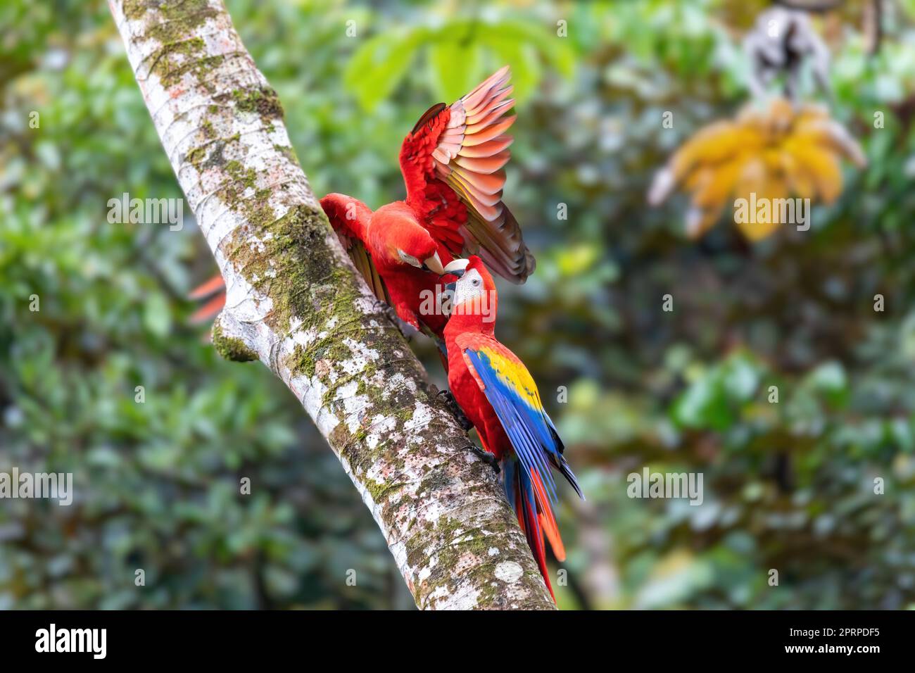 Scarlet macaw (Ara macao), couple perched on tree. Quepos, Wildlife and ...