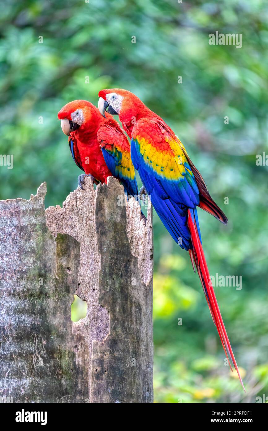 Scarlet macaw (Ara macao), couple sitting at the entrance to their nest ...