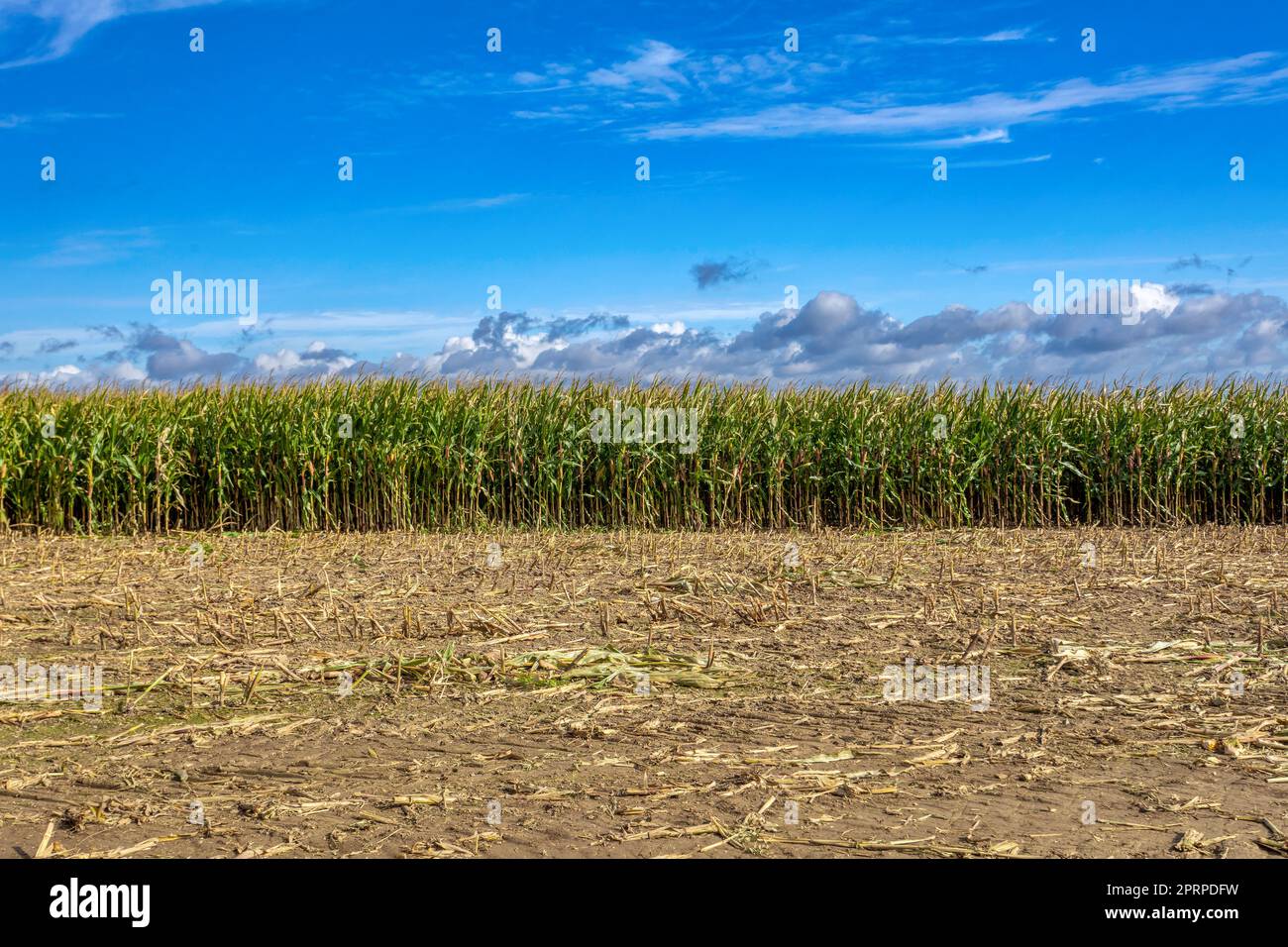 Fall ripe green field of corn growing up before harvest, partially ...