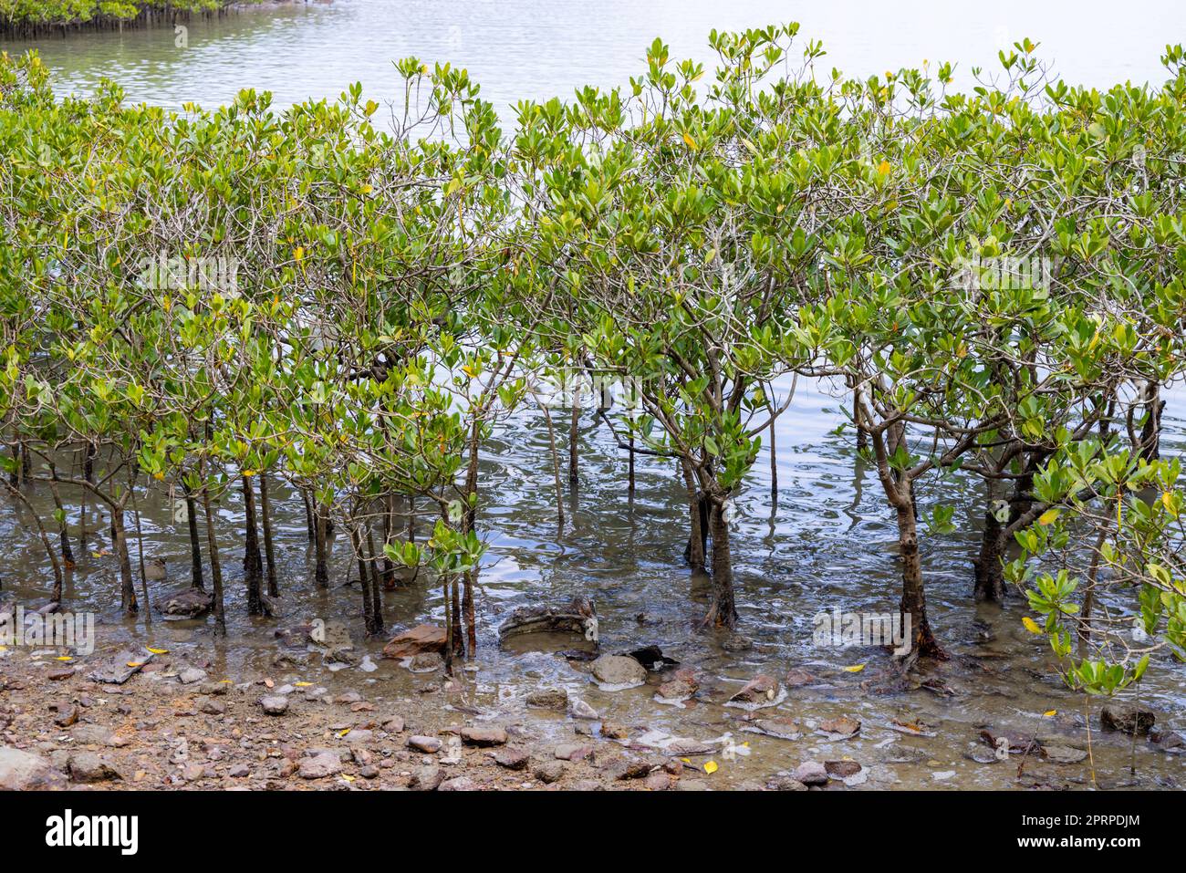 Mangrove forest tree at seaside Stock Photo - Alamy