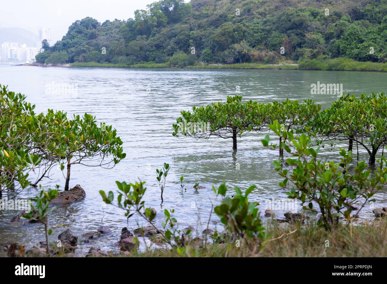 Natural tropical mangrove in water Stock Photo - Alamy