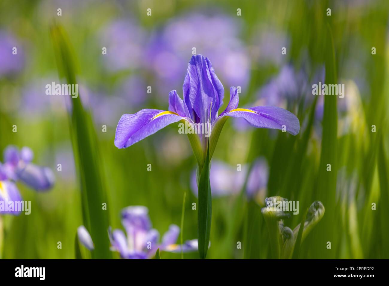 Iris tectorum hi-res stock photography and images - Alamy