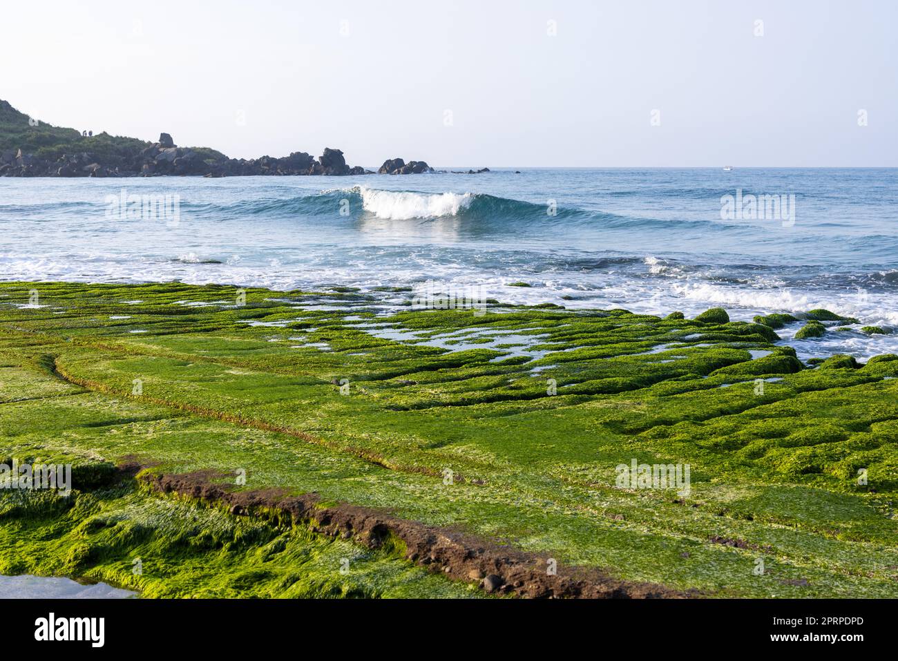 Green reef in laomei hi-res stock photography and images - Alamy