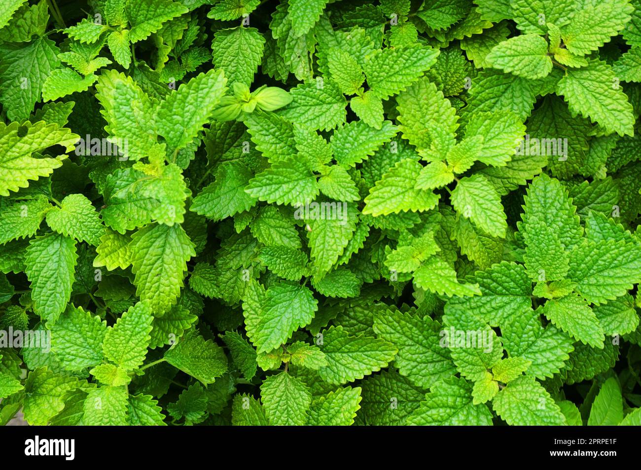 melissa plant texture as very nice natural background Stock Photo - Alamy