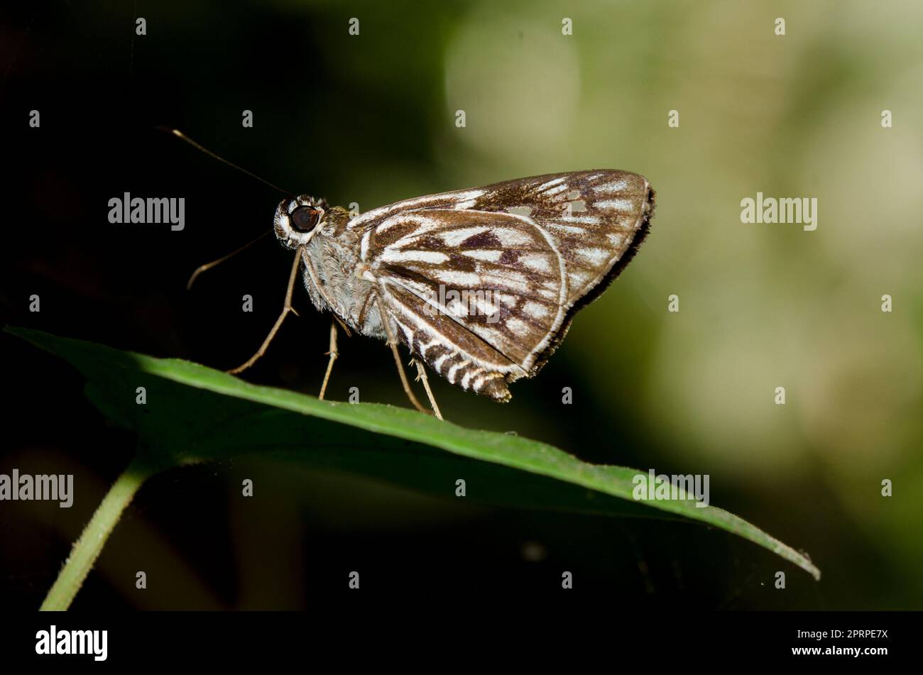Plastingia naga hi-res stock photography and images - Alamy