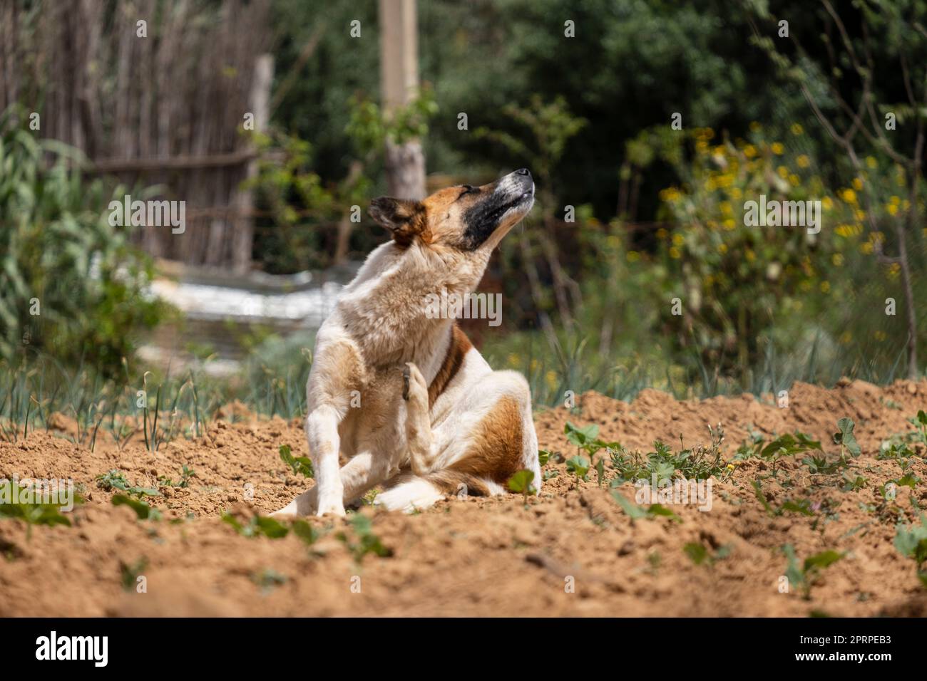scratching dog, Medchar Ghanem , Asilah, morocco, africa Stock Photo ...