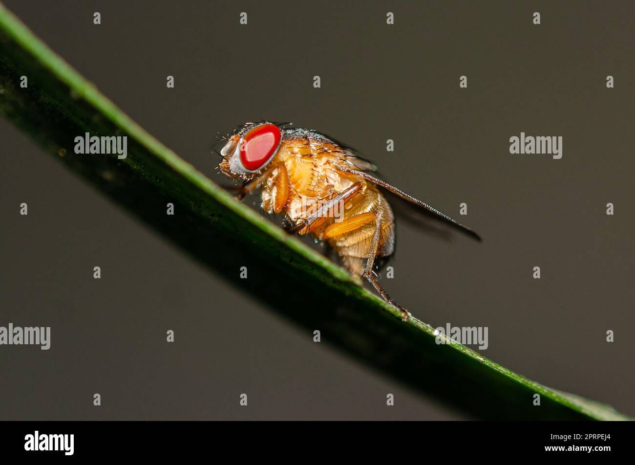 Fruit Fly, Drosophilidae Family, Klungkung, Bali, Indonesia Stock Photo ...