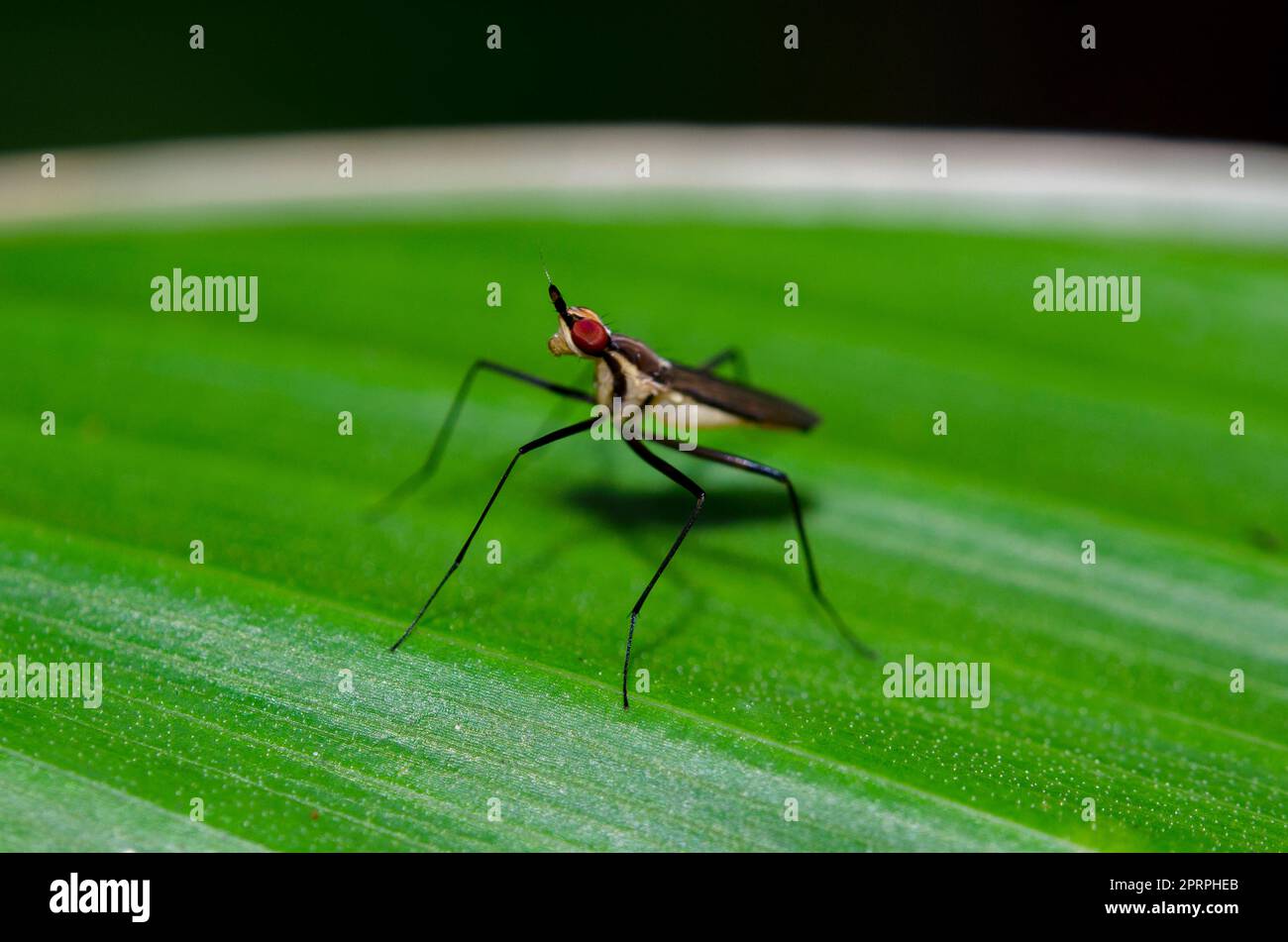 Banana-stalk Fly, Telostylinus lineolatus, on leaf, Klungkung, Bali ...